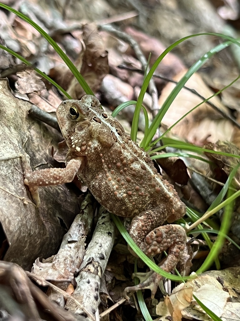 American Toad from Jamaica, VT, US on August 19, 2022 at 02:28 PM by ...