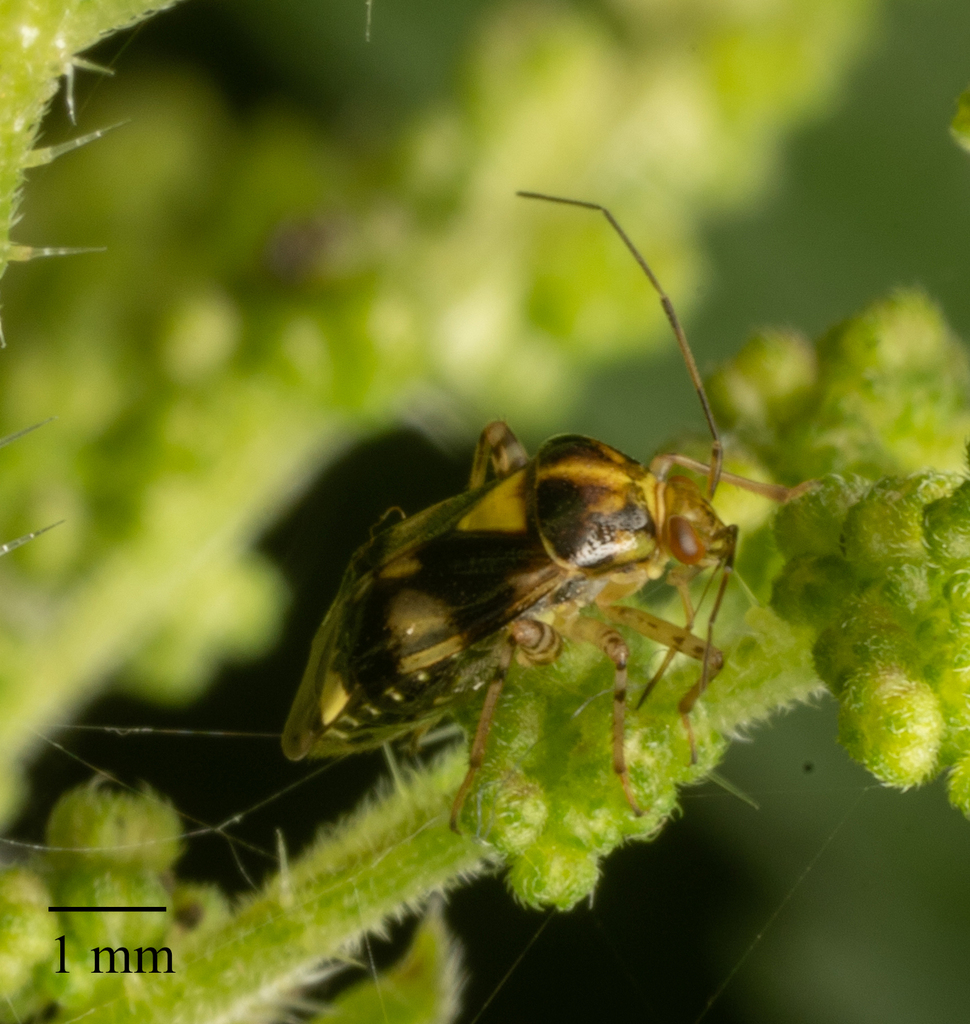 Three Spotted Nettle Bug from Neuwaldegg, Vienna, Austria on July 02 ...