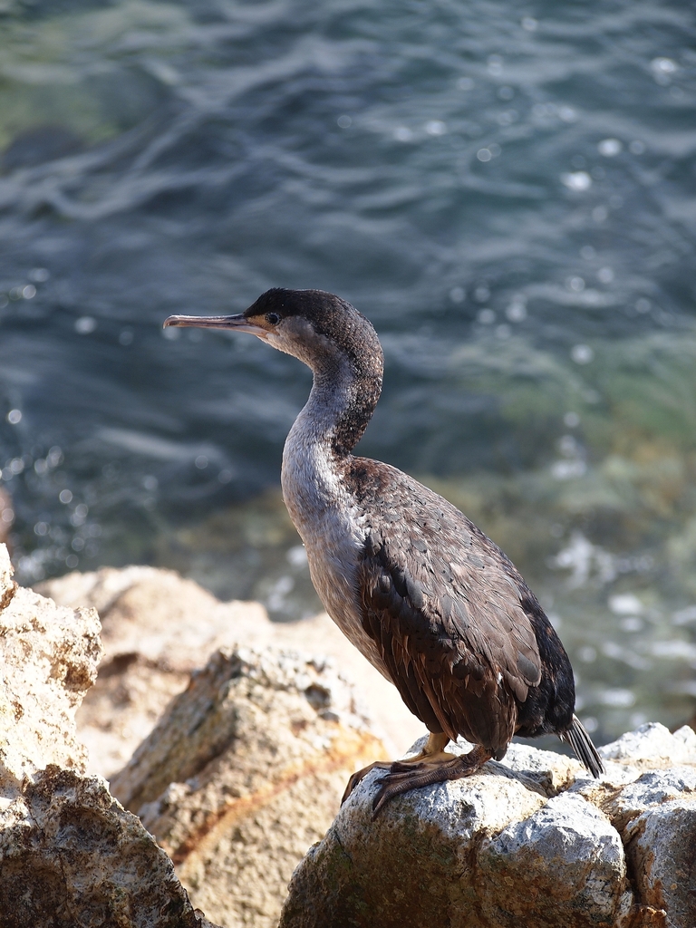Spotted Shag from Otago, New Zealand on August 20, 2022 at 12:30 PM by Paddy Kemner · iNaturalist