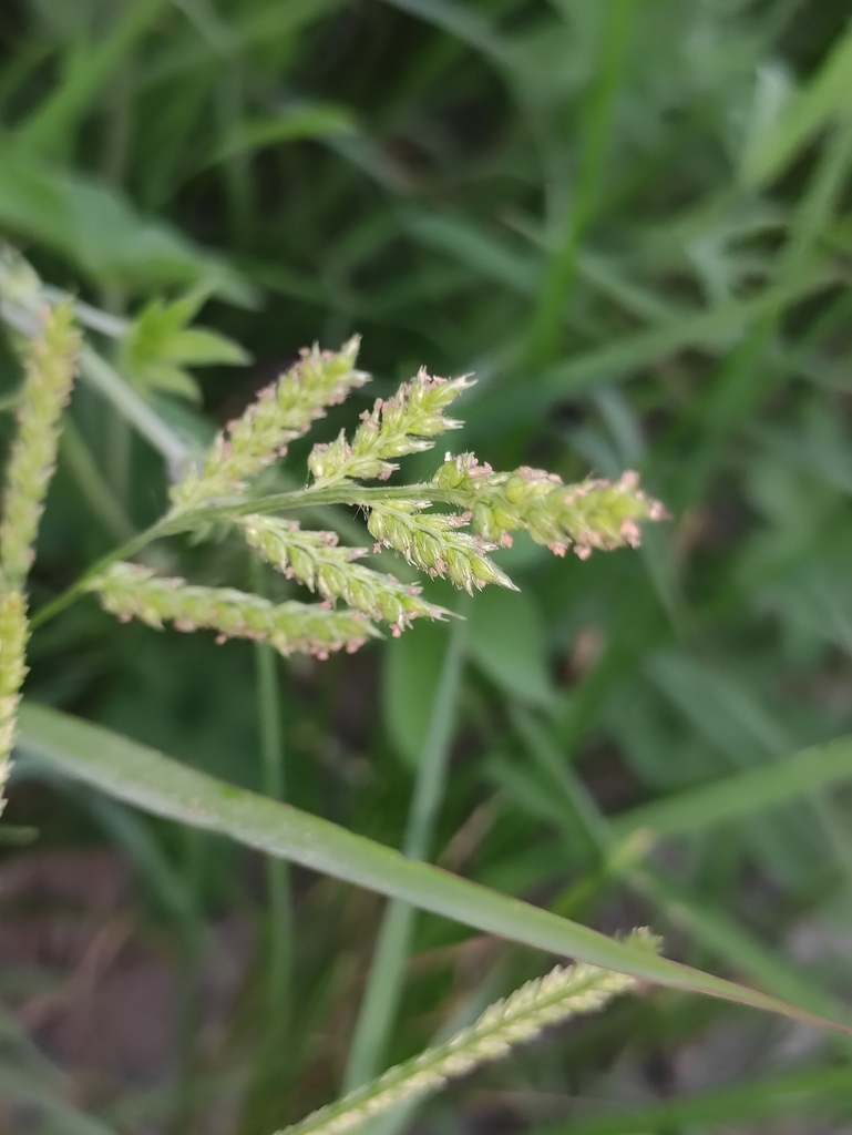 Jungle Rice from Huantai County, Zibo, Shandong, China on August 04 ...