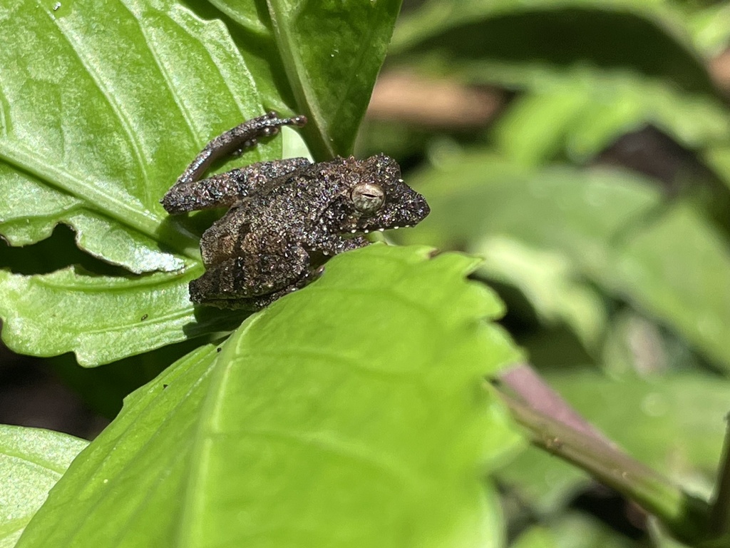 Rough-armed Tree Frog from Mindanao, Bunawan, Agusan Del Sur, PH on ...