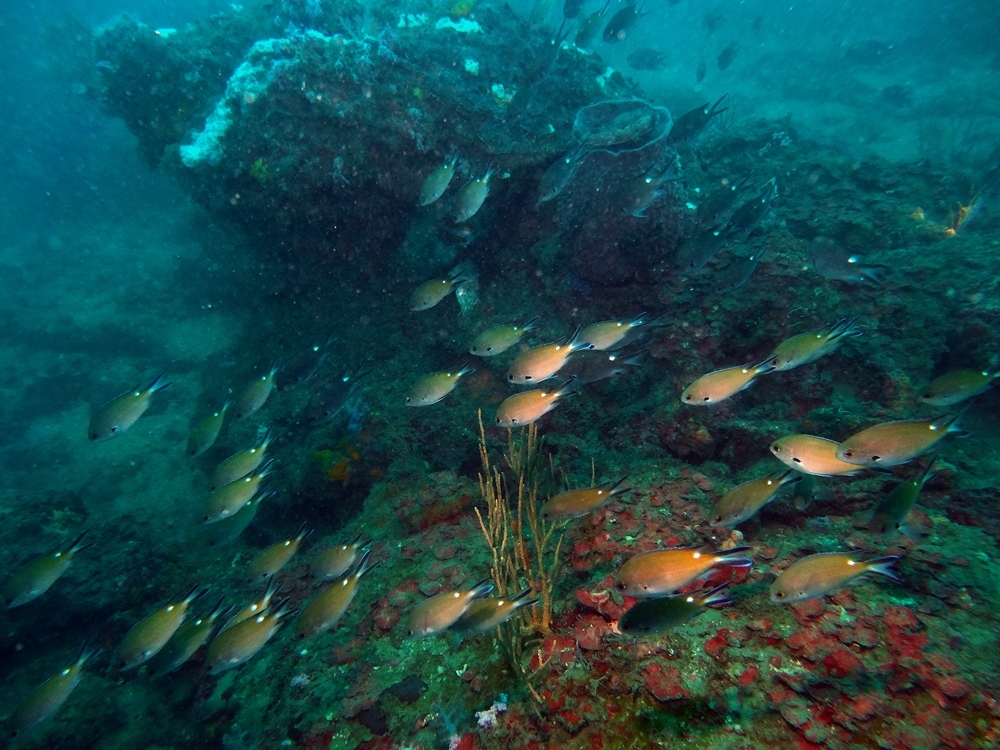 Chromis fumea (Tanaka, 1917)