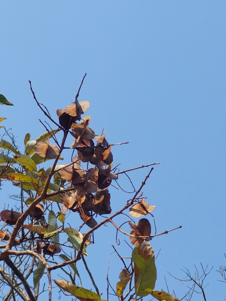 Weeping Variable Bushwillow from Ehlanzeni, South Africa on August 19 ...