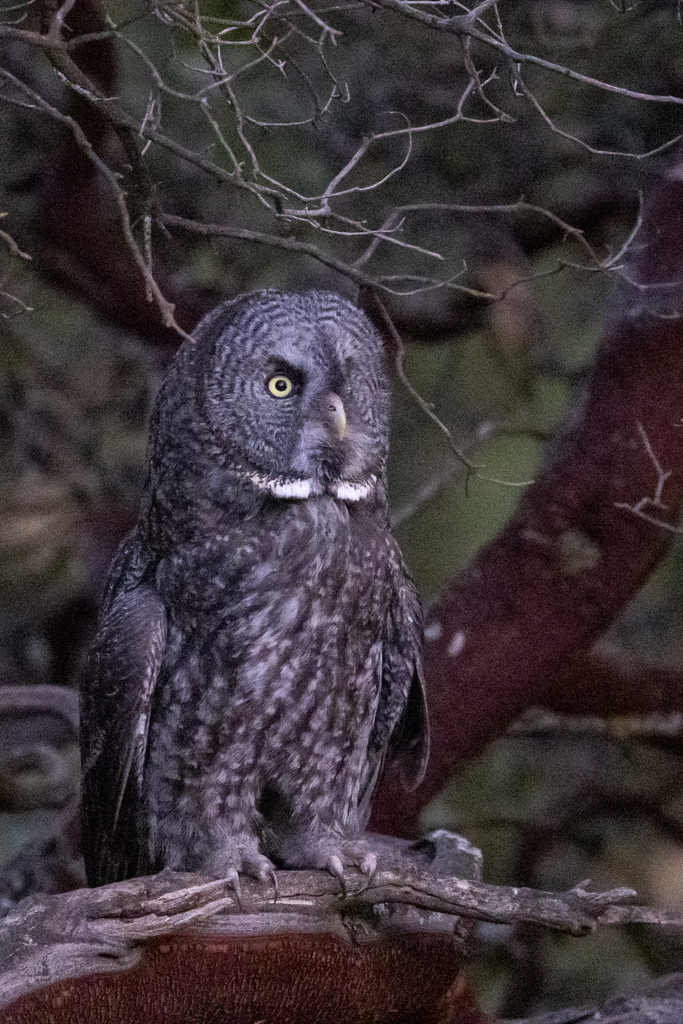American Great Gray Owl in August 2022 by Sean Werle · iNaturalist