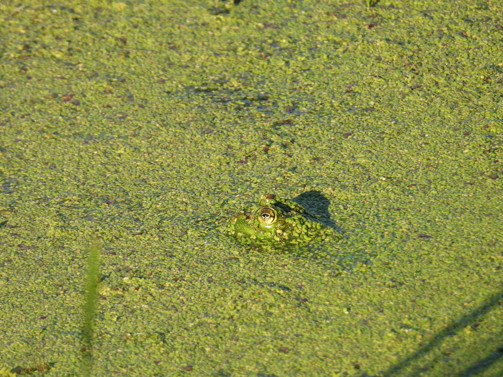 American Bullfrog from Houston County, MN, USA on August 11, 2022 at 06 ...