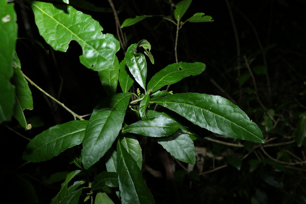 Claoxylon australe from Brookfield (incl. Brisbane Forest Park), D ...