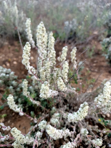 Woolly-fruit Bluebush (Maireana sclerolaenoides) · iNaturalist