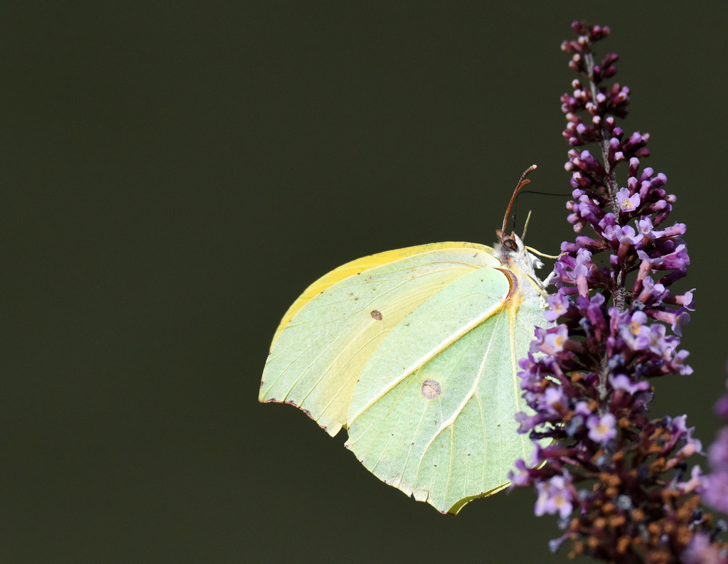 Orange Brimstone from 邓村乡, 宜昌市, 湖北省, CN on August 08, 2022 at 02:07 PM ...