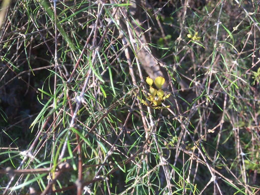 Dwarf mistletoe from Hoopers Inlet on August 20, 2022 by moira_parker ...