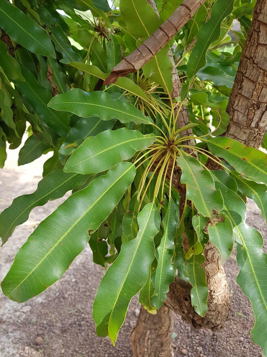 Vitellaria paradoxa C.F.Gaertn.