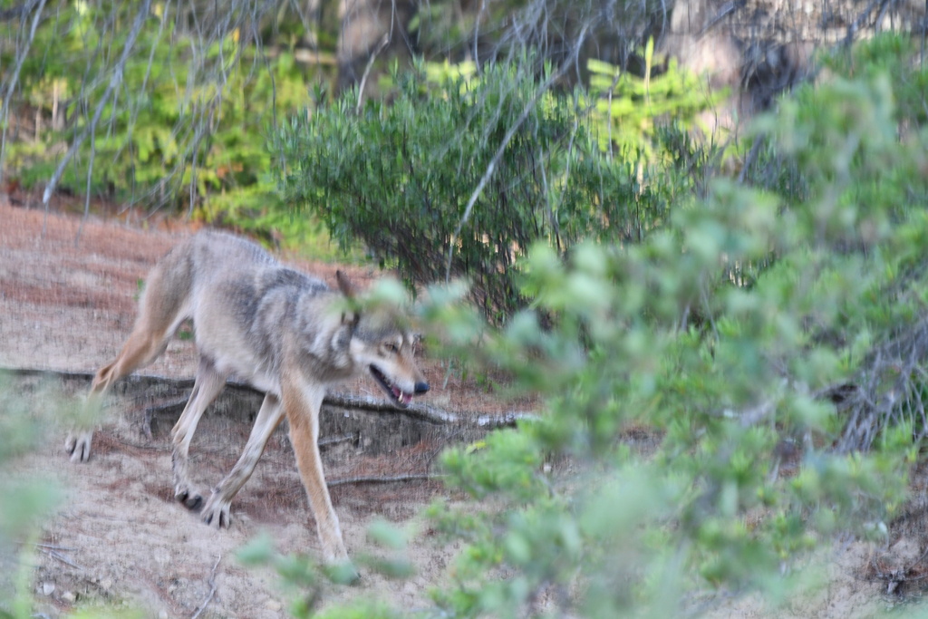 Eastern Wolf (Canis lycaon) - Know Your Mammals