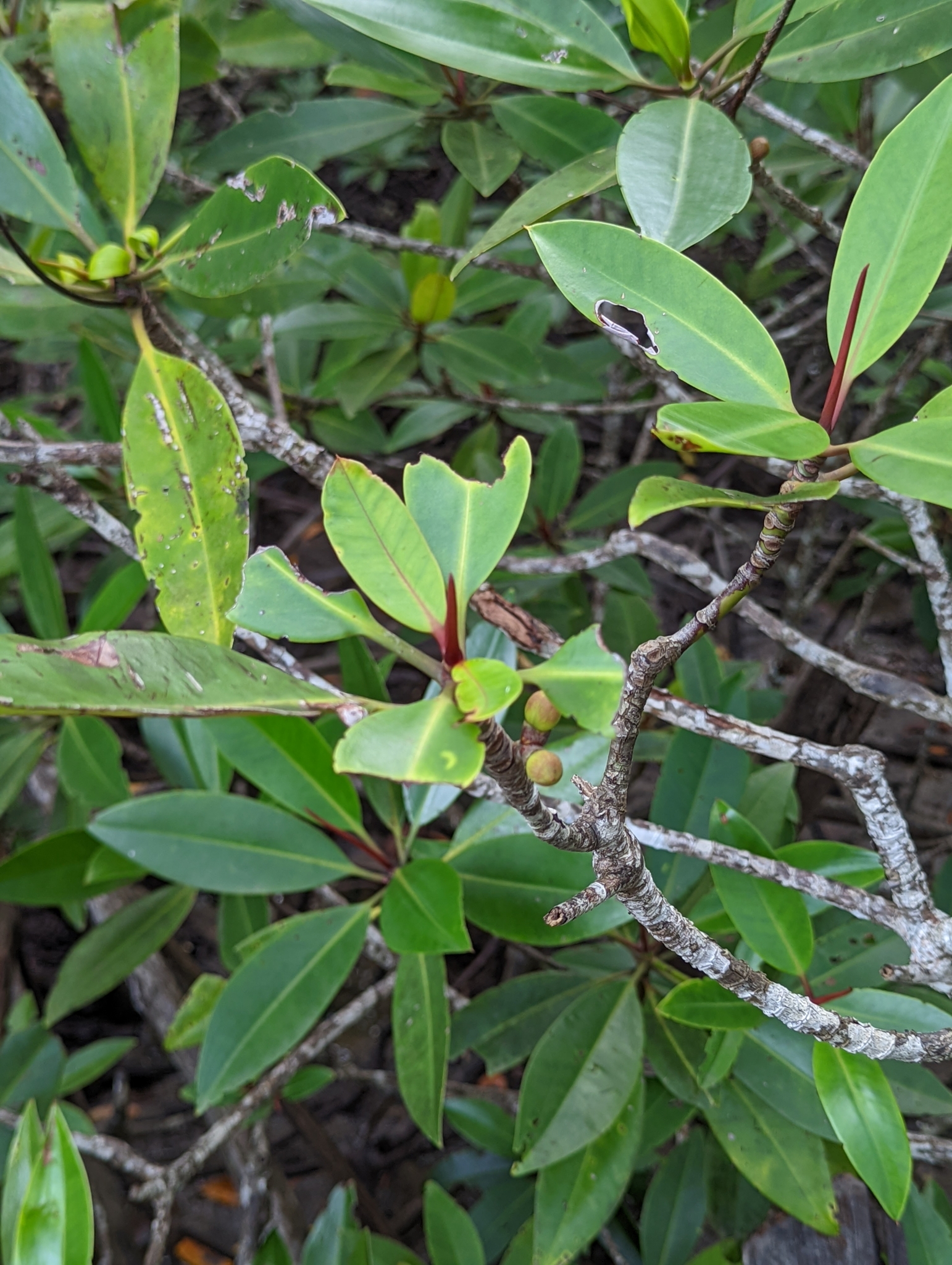 Rhizophora apiculata Blume