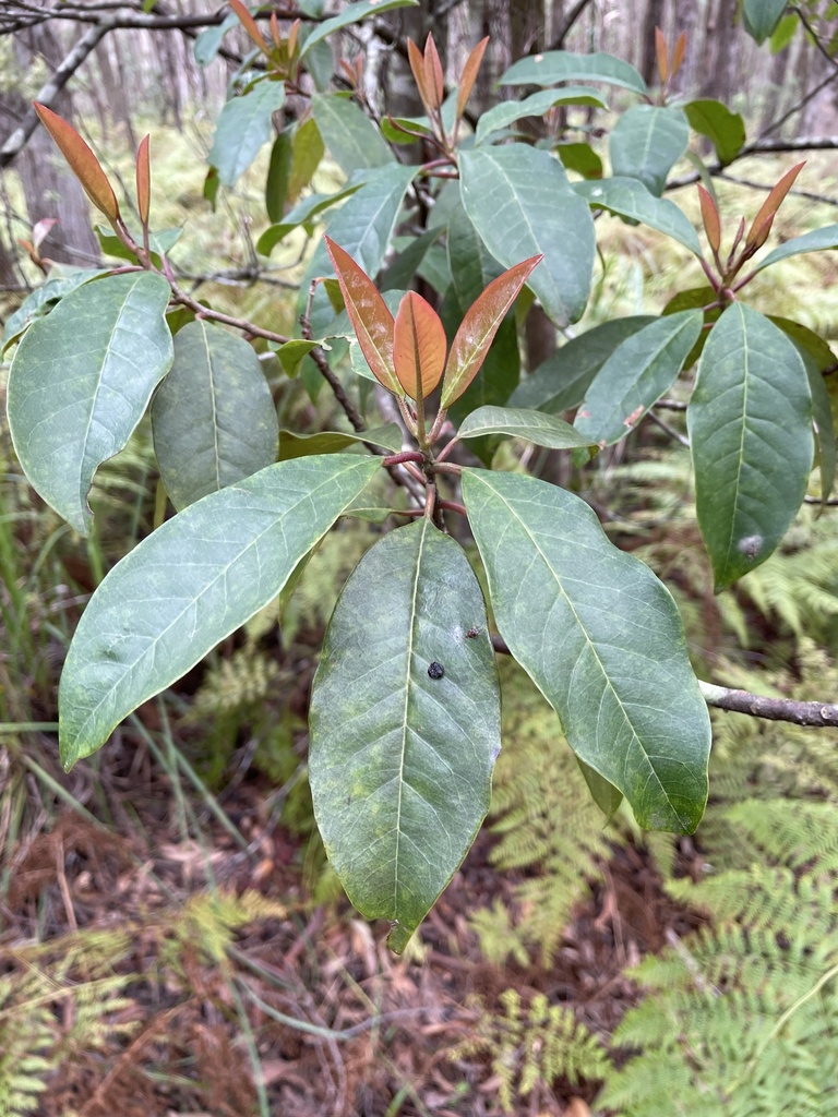 Rough Possumwood from Budderoo National Park, Budderoo, NSW, AU on ...