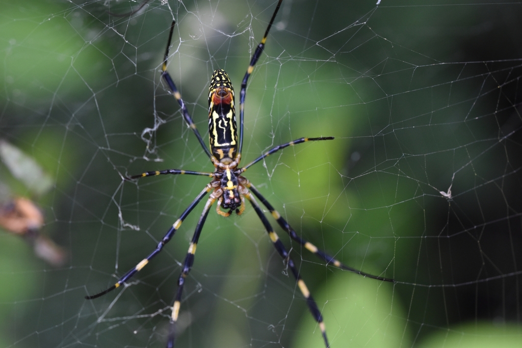 Joro Spider from 대한민국 충청남도 서산시 on August 20, 2022 at 10:49 AM by jung ...