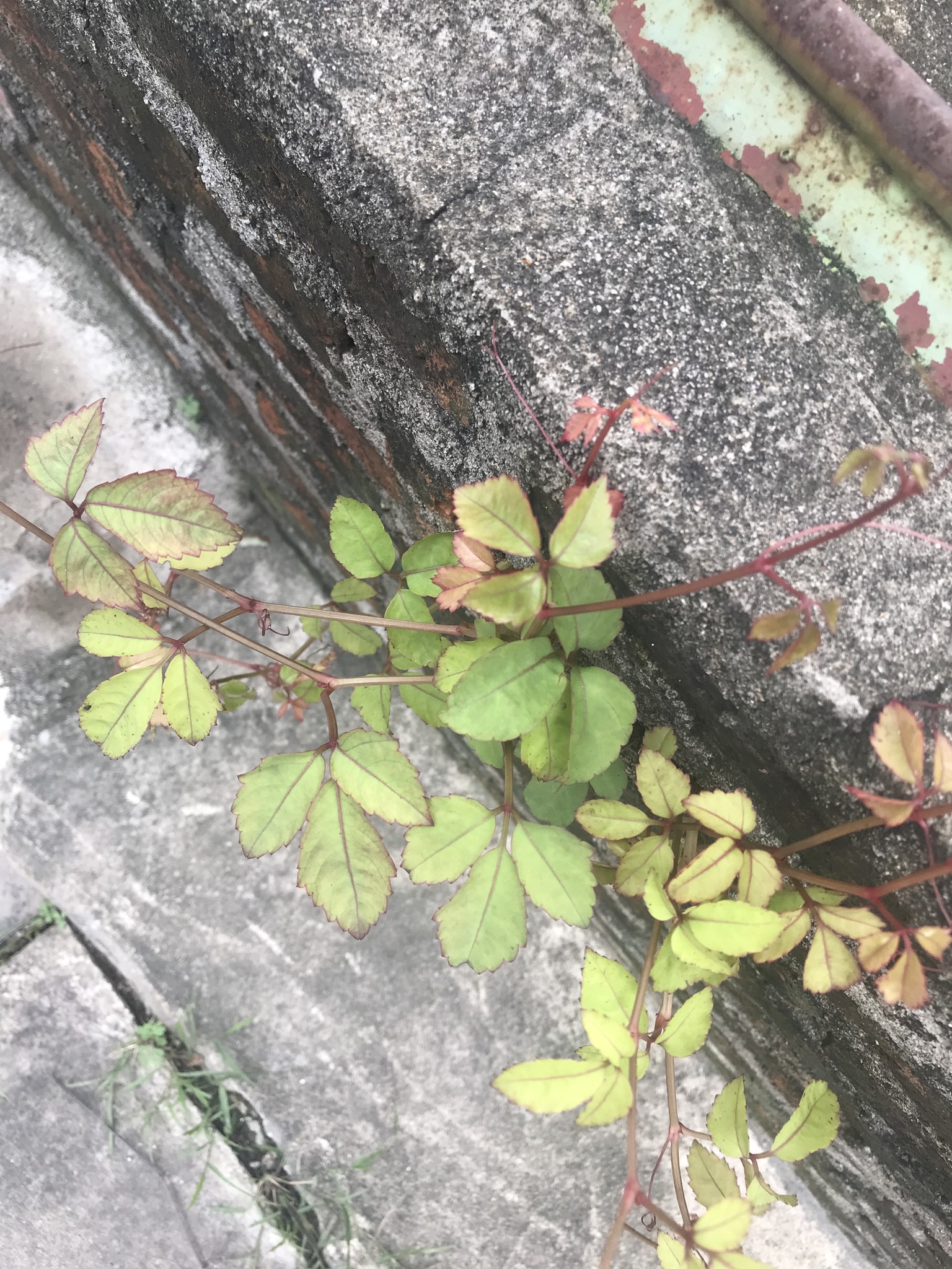 Causonis trifolia (L.) Mabb. & J.Wen