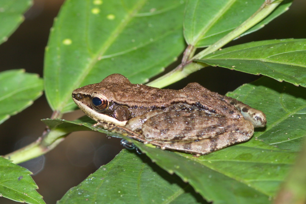 Black-striped Frog from Thung Phra, Khon San District, Chaiyaphum 36180 ...