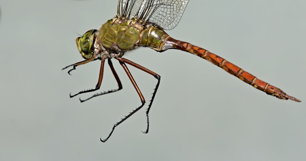 Comet Darner from McLaren Pond, Fundy National Park, Albert County, NB ...