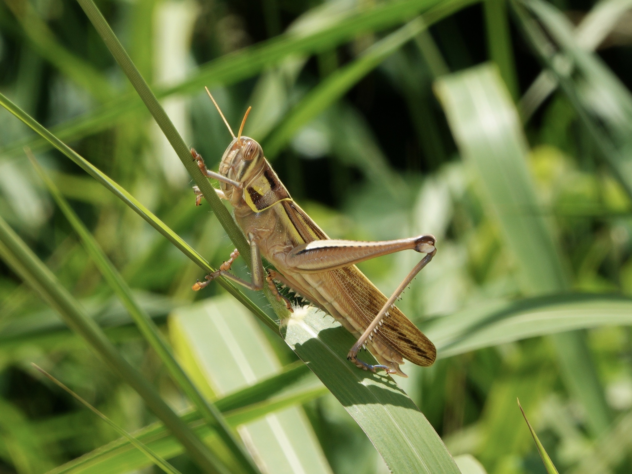 Patanga succincta (Johannson, 1763)