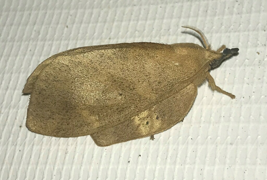 Lappet Moths from Sangha Lodge, Djomo, Central African Republic on ...