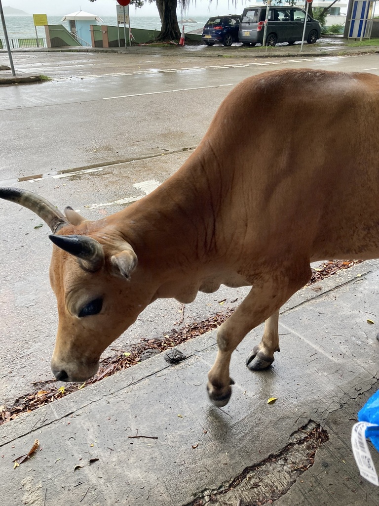 Cattle from Lantau Island, Lantau Island, New Territories, HK on August ...