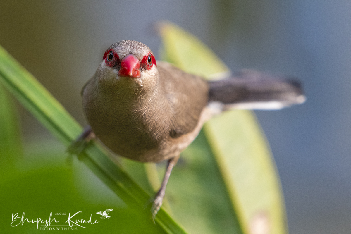 Estrilda troglodytes (Lichtenstein, 1823)