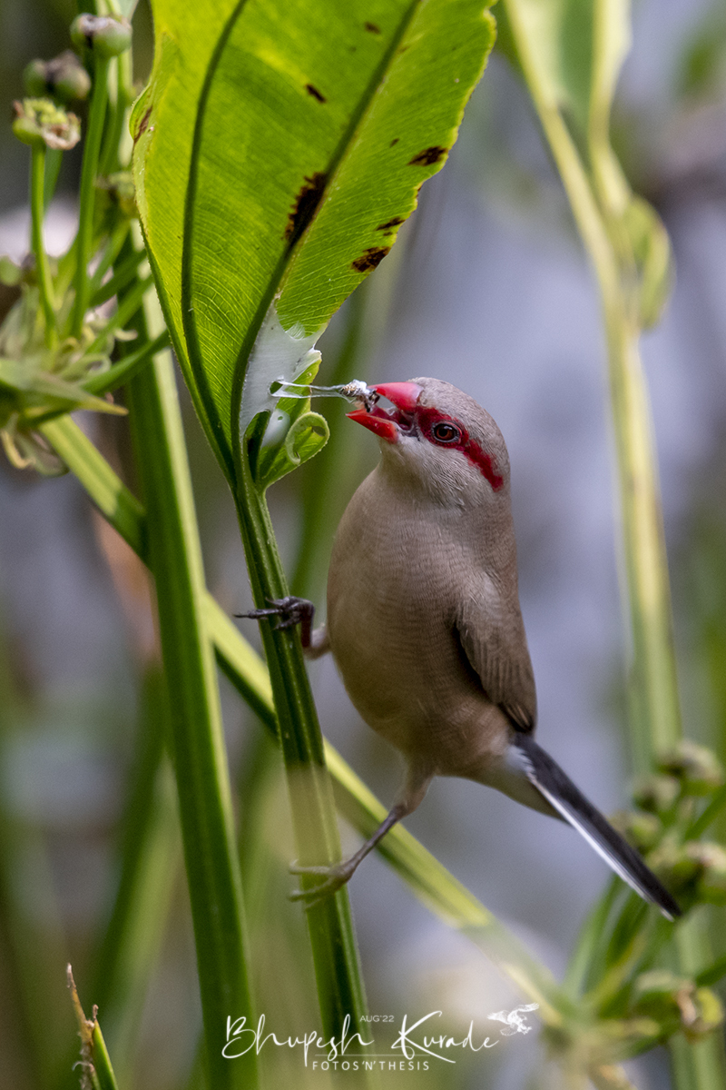 Estrilda troglodytes (Lichtenstein, 1823)