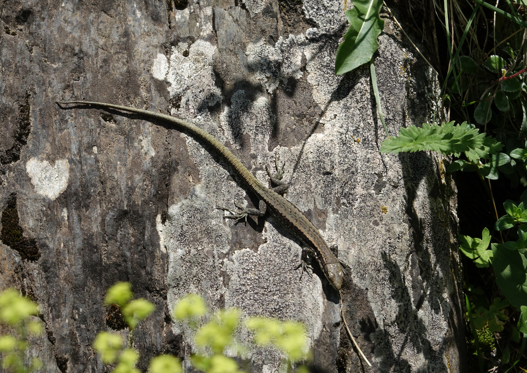 Dagestan Lizard from Russia, Dagestan, Tlyarata District, the Dzhoakhor ...
