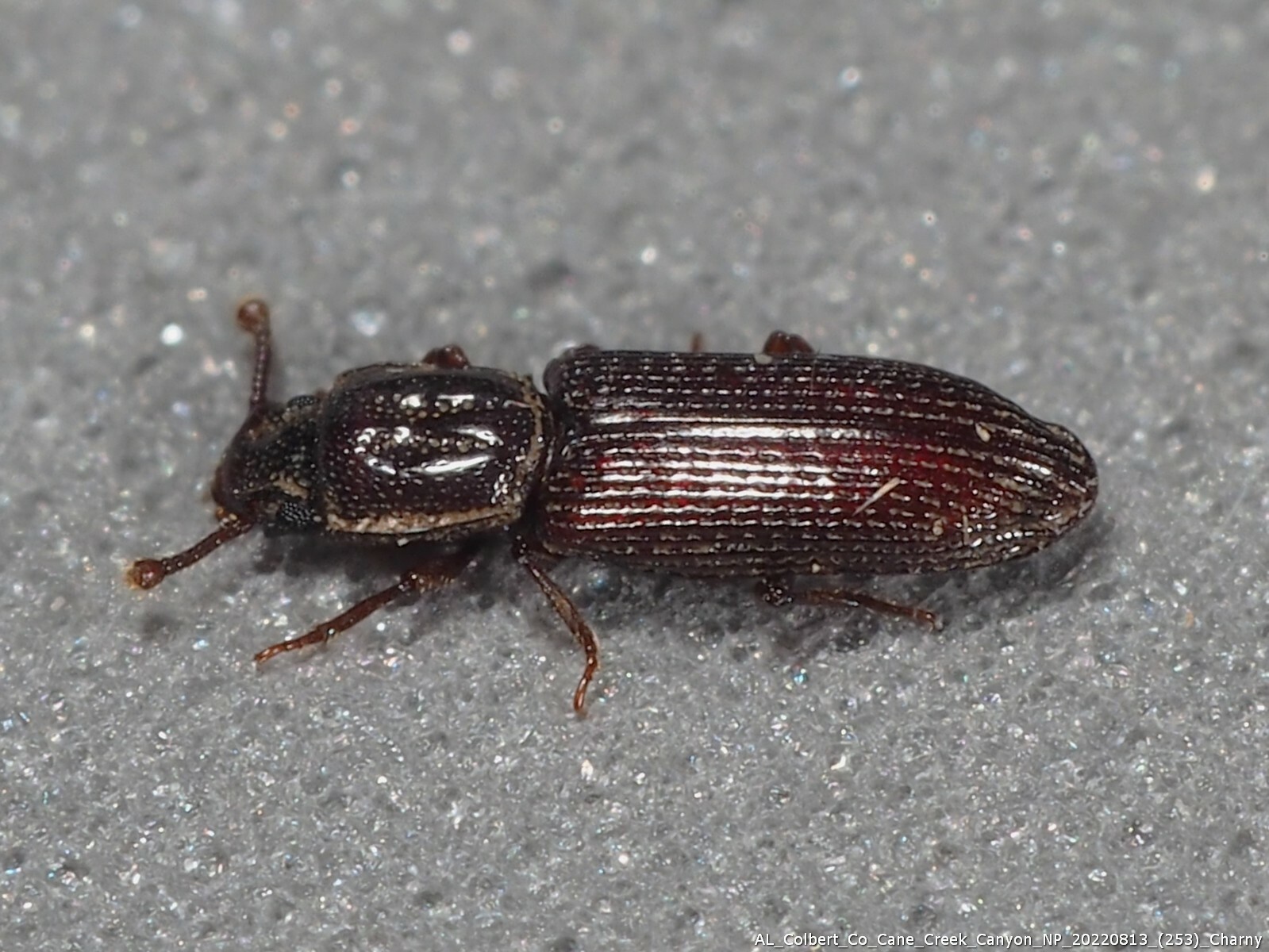Pycnomerus Erichson, 1842