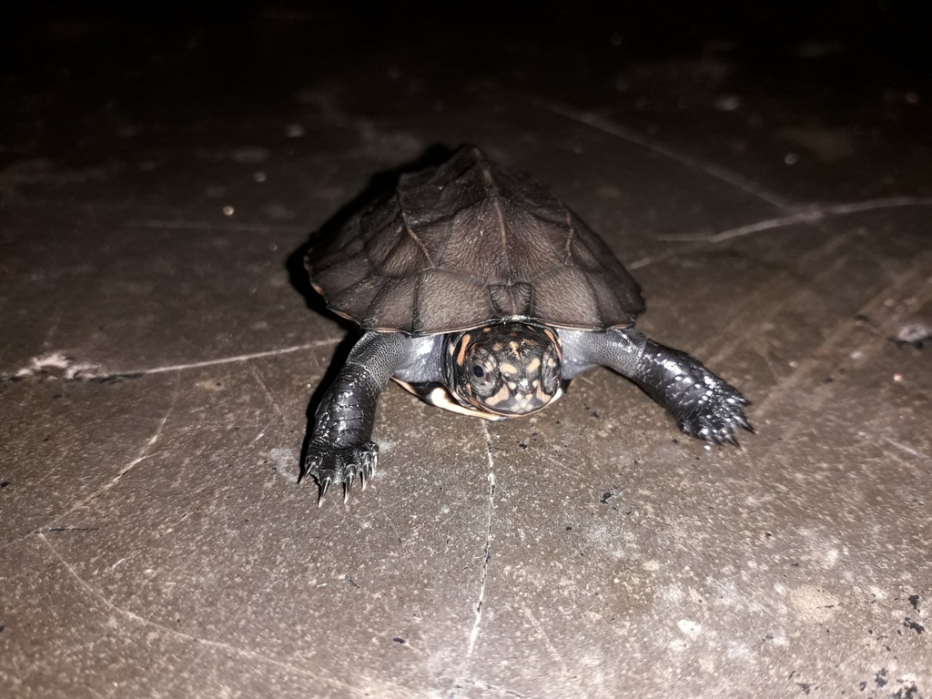 Indian Black Turtle from Gampaha on August 18, 2022 by ...