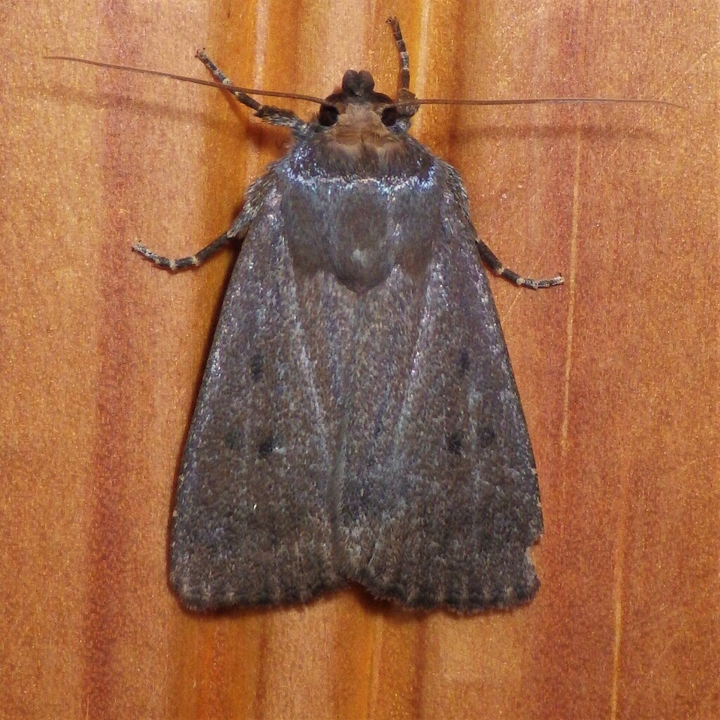 Mouse Moth from Fitzgerald Rd, Burdett, NY 14818, USA on August 20 ...