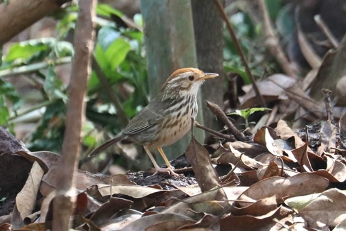 Subspecies Pellorneum ruficeps indistinctum · iNaturalist