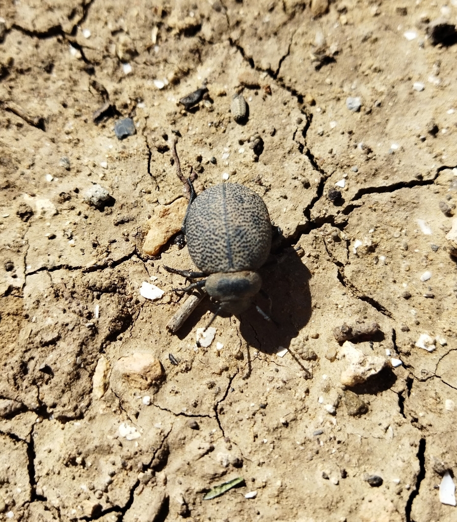 Pimeliinae from El Hamma, DZ-KH, DZ on March 11, 2022 at 11:32 AM by ...