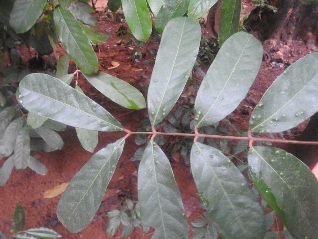 Carapa procera in August 2022 by Rob Palmer · iNaturalist