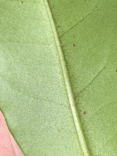 Guapira hirsuta · iNaturalist