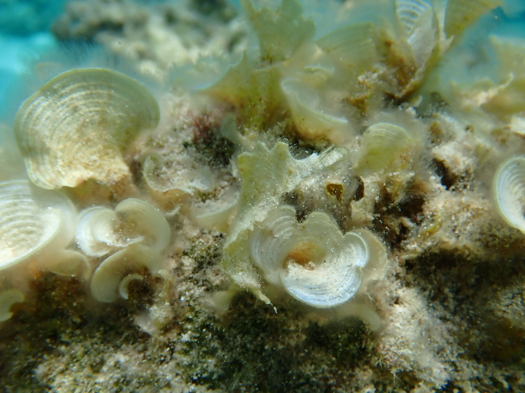 White Scroll Alga from North Atlantic Ocean, Salvaleon De Higuey, La ...