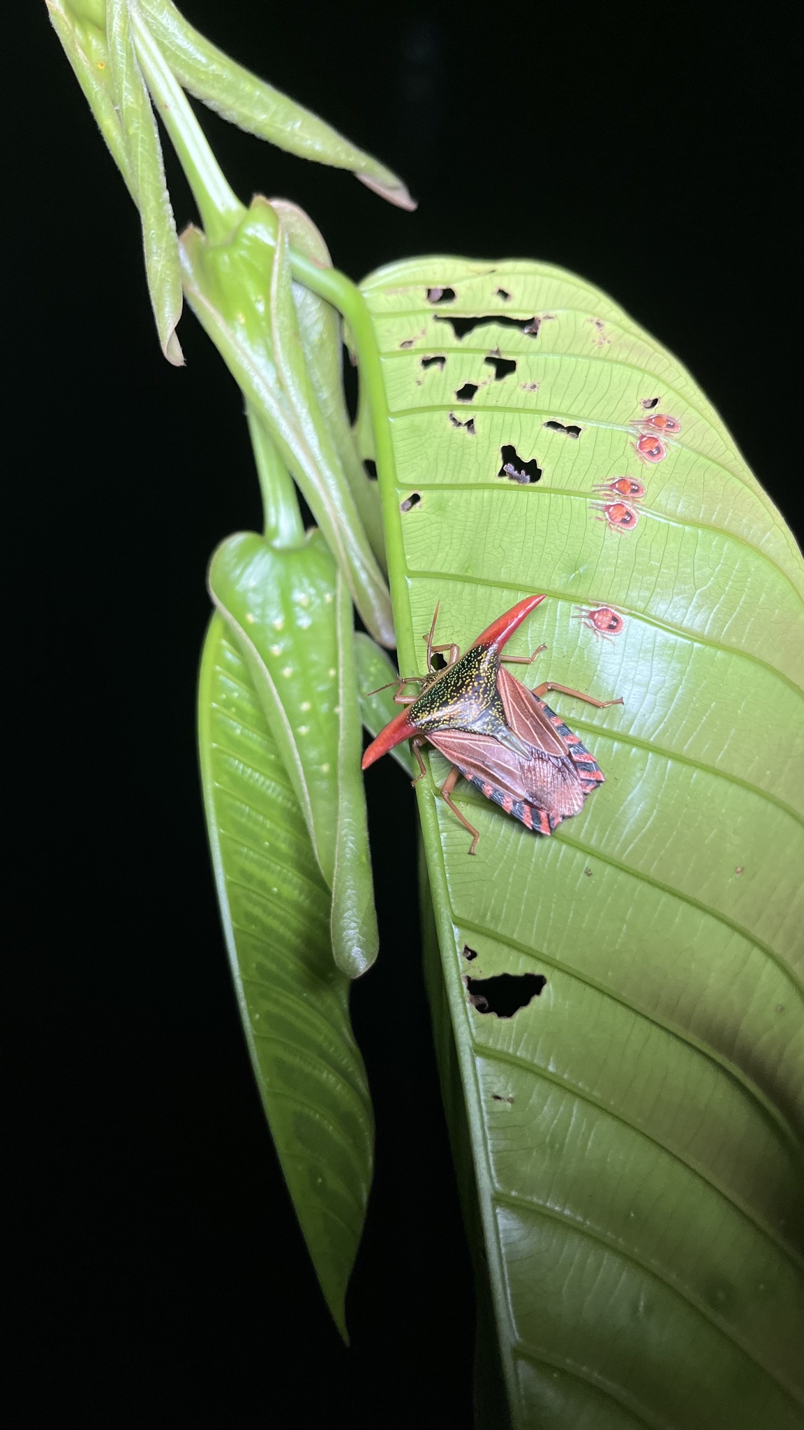 Pygoplatys Dallas, 1851