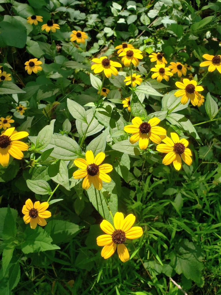 brown-eyed Susan from Mohawk Hudson Bike-Hike Trail on August 20, 2022 ...