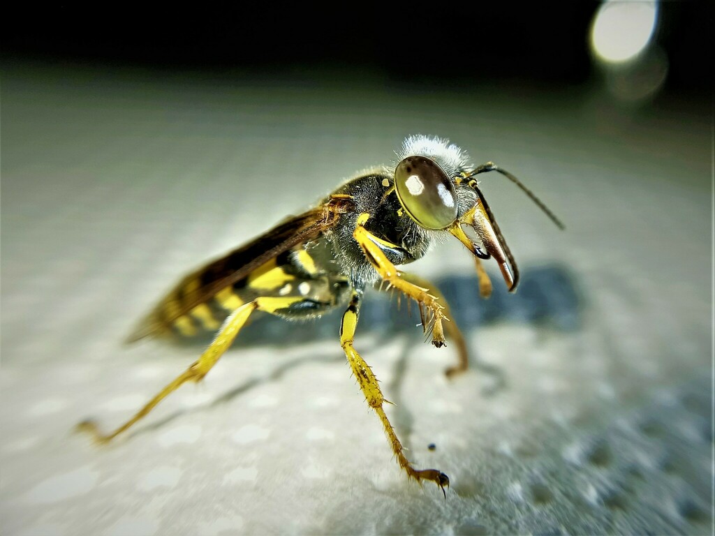 Bembix oculata from Λέχαιο 200 11, Ελλάδα on July 26, 2022 at 11:10 PM ...