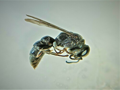 Pison carinatum · iNaturalist