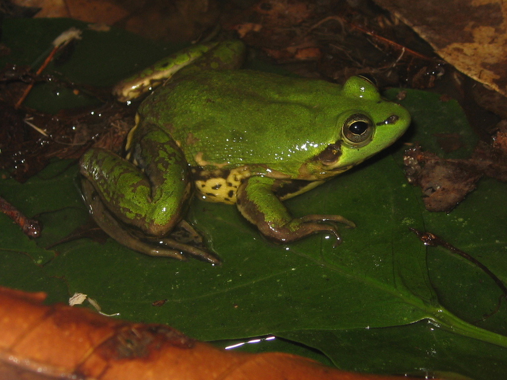Paradoxical Swimming Frog from Porto Velho - RO, Brasil on January 26 ...