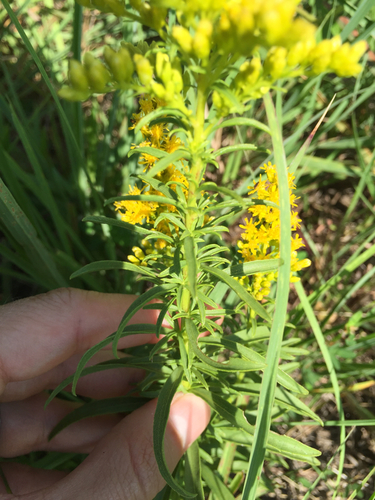 Missouri goldenrod (Native Forbs and Cactuses of Golden Gate Canyon ...