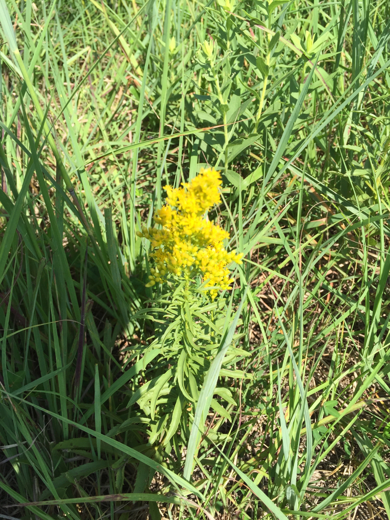 Missouri goldenrod (Native Forbs and Cactuses of Golden Gate Canyon ...