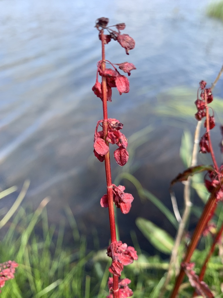 Arctic Dock (Rumex arcticus) - Botanical Realm