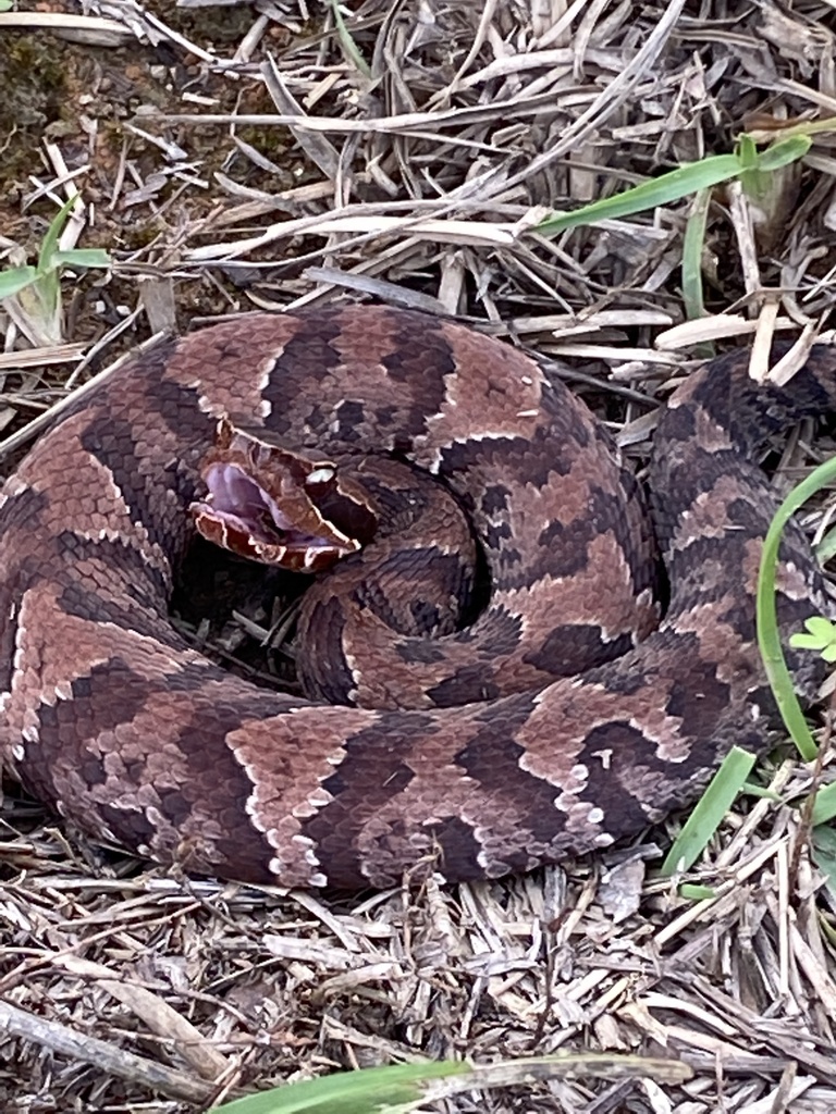 Northern Cottonmouth from Jackson Trail, Niceville, FL, US on August 19 ...