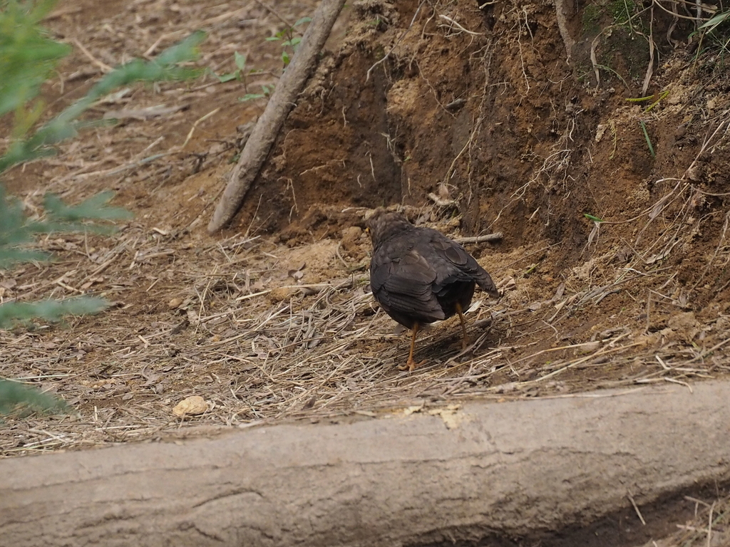 Sundaic island-thrush from Boyolali, Jawa Tengah, Indonesia on August ...