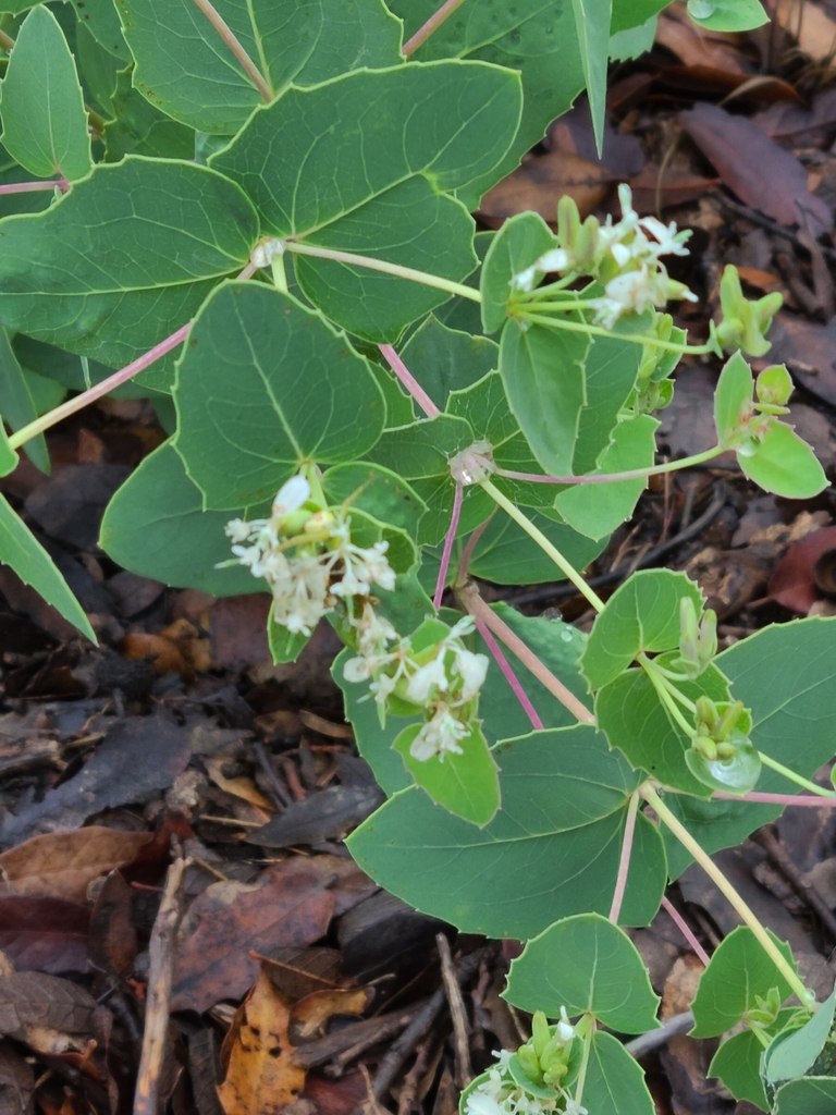 Apache plant from Coronado Cave Trail on August 20, 2022 at 07:41 AM by ...