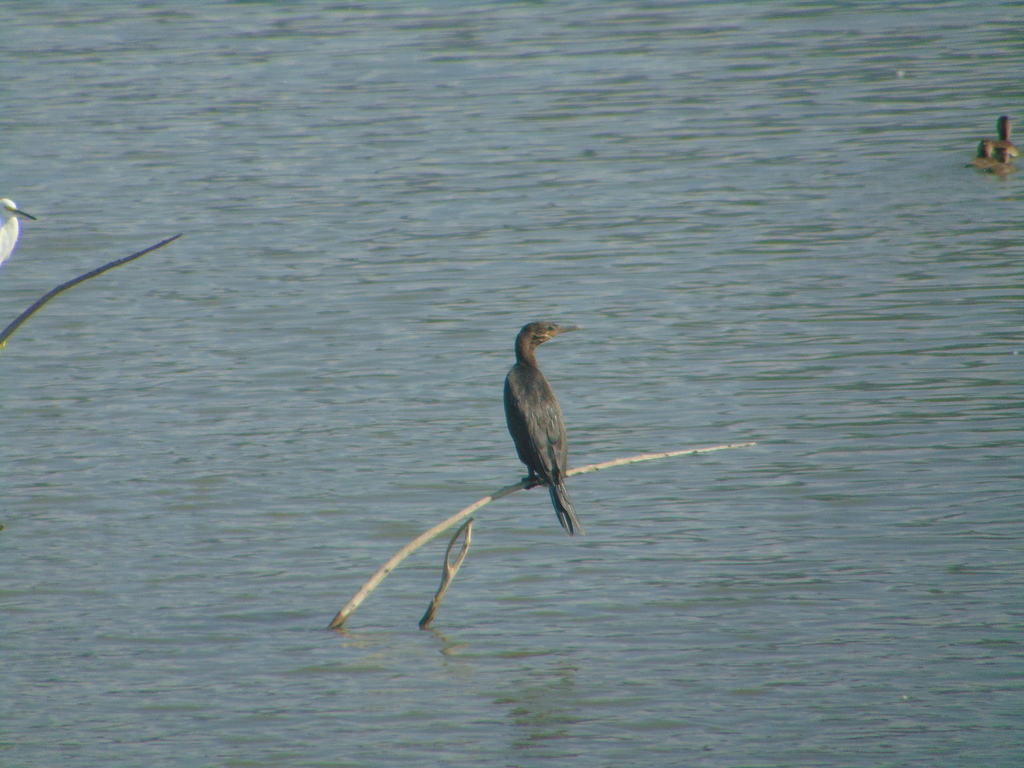 Neotropic Cormorant from Santiago, N.L., México on August 20, 2022 at ...