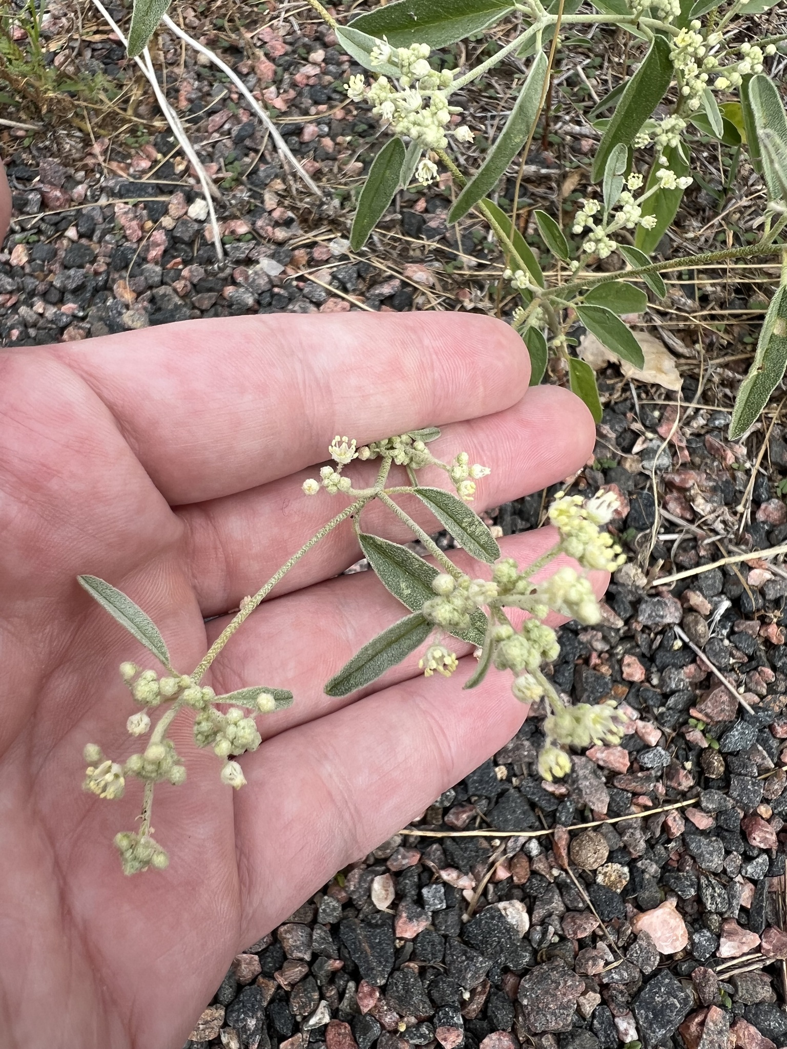 Croton texensis (Klotzsch) Müll.Arg.
