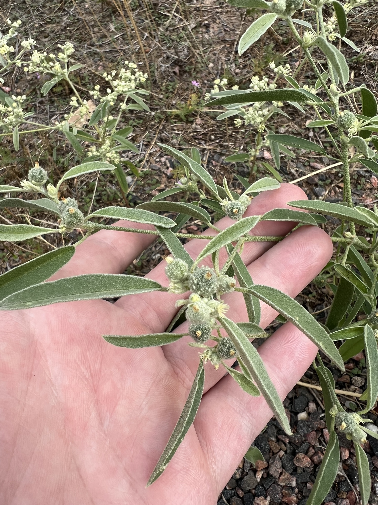 Croton texensis (Klotzsch) Müll.Arg.