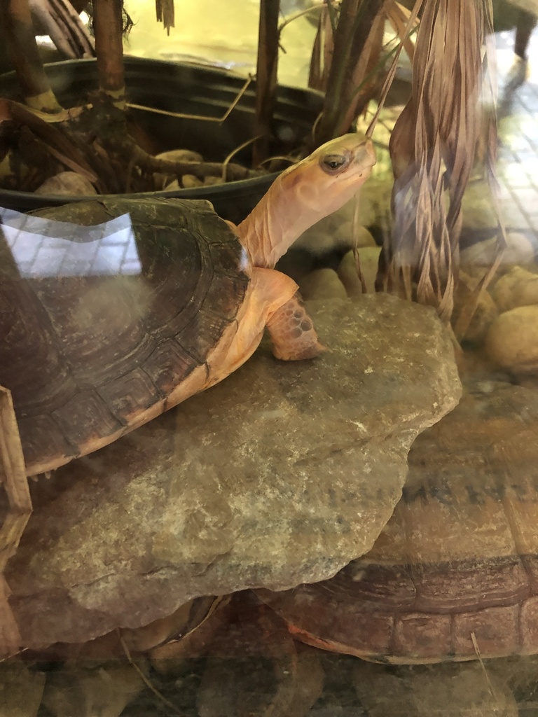 McCord's box turtle in August 2022 by Lythronax246 · iNaturalist